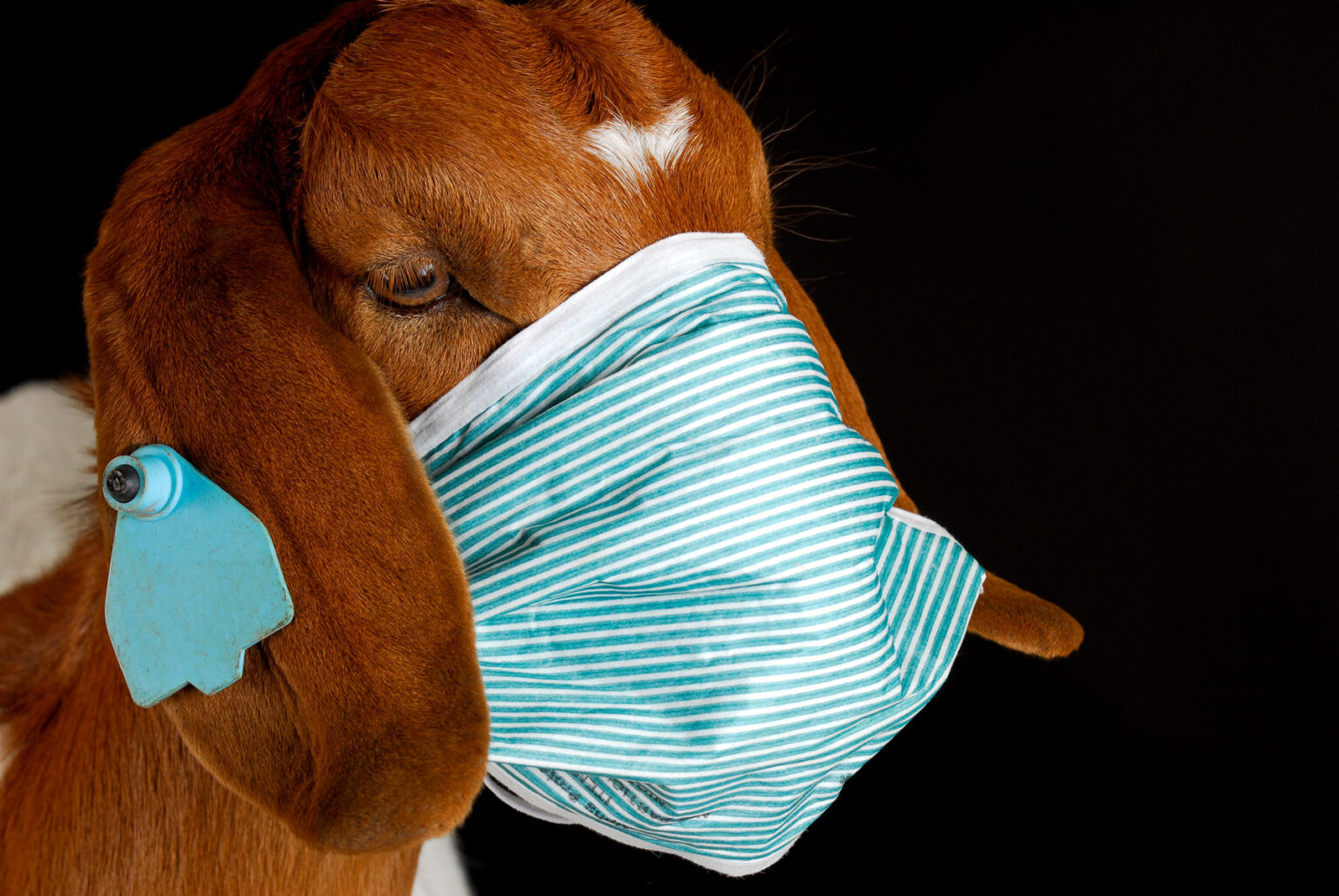 Back From the Vet: Treating Pneumonia in Goats - Goat Journal